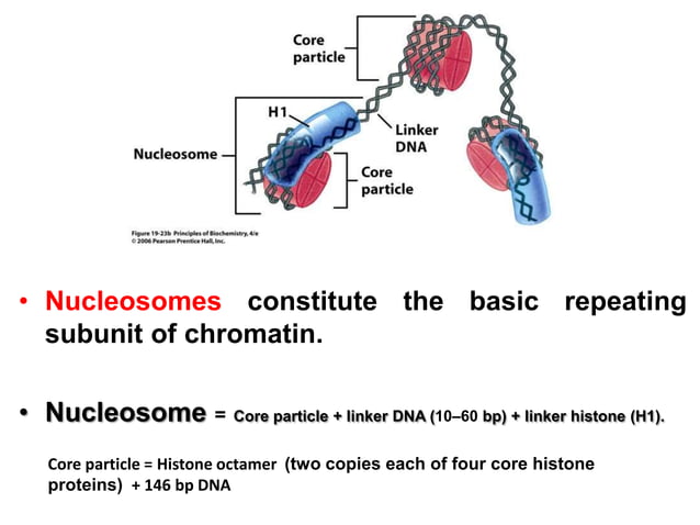 Epigenetics- Transcription regulation of gene expression | PPTX