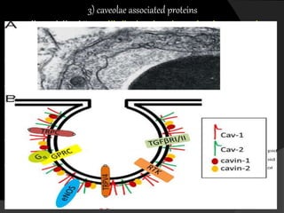 Epigenetic modifications of proteins | PPT