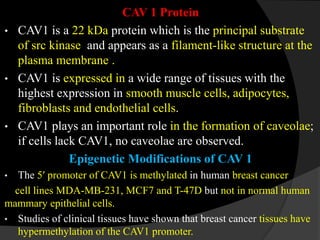 Epigenetic modifications of proteins | PPT