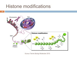 Epigenetic&ms pcr inna | PPT
