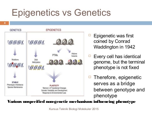 Epigenetics Vs Genetics Epigenetics Vs Genetics
