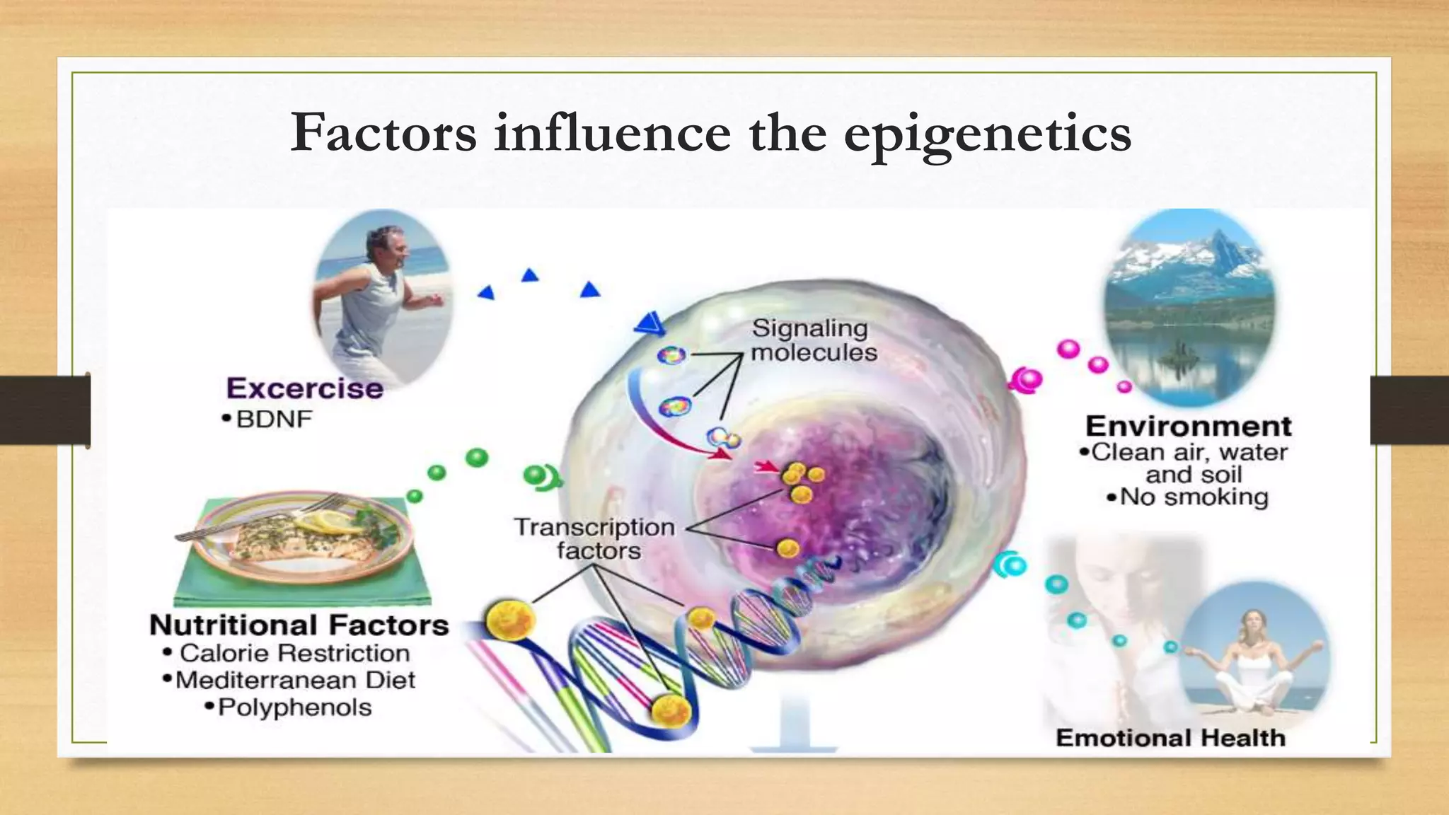 Epigenetic ppt | PPTX
