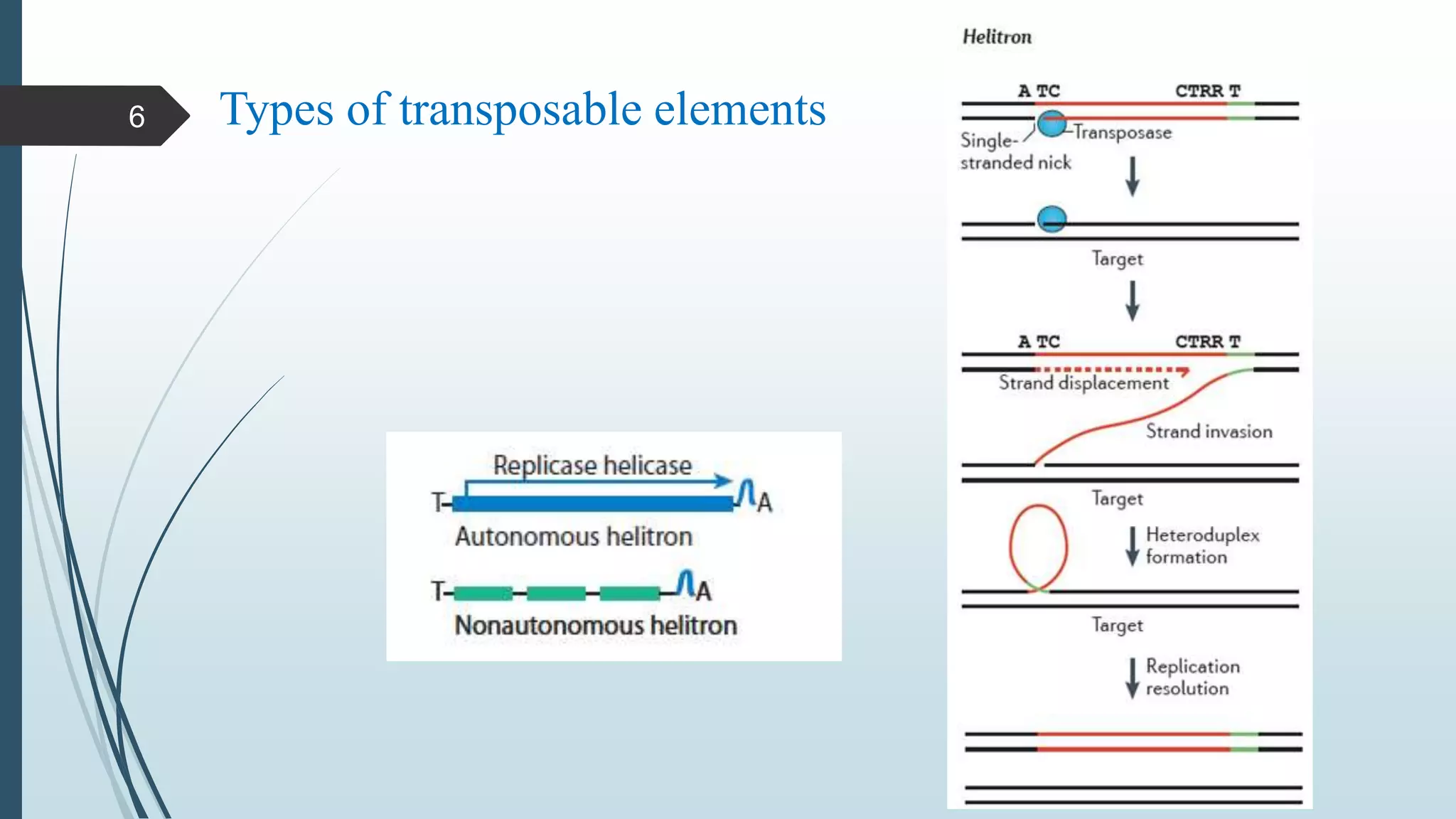 Epigenetic regulation ataee | PPTX