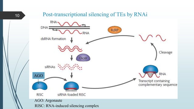 Epigenetic regulation ataee | PPTX