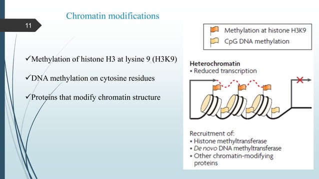 Epigenetic regulation ataee | PPTX