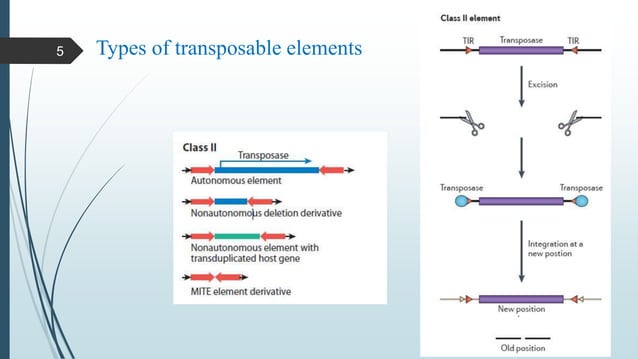 Epigenetic regulation ataee | PPTX