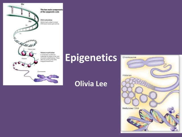 Epigenetics | PPTX