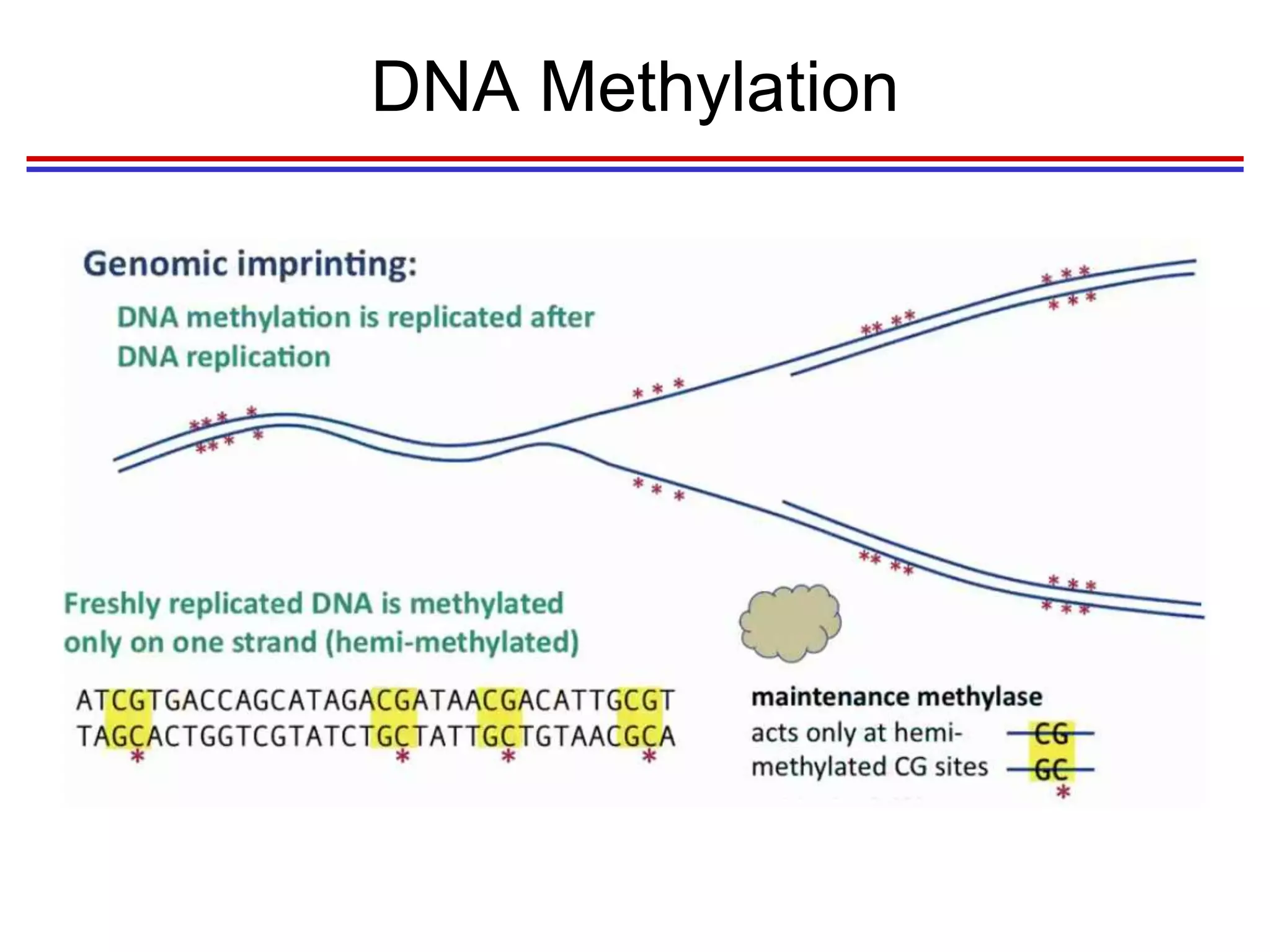Epigenetics | PPTX