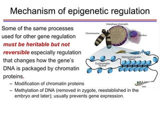 Epigenetics | PPT