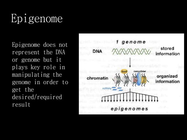 Epigenetics | PPTX | Genetics | Science