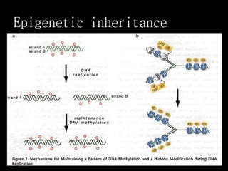 Epigenetics | PPTX