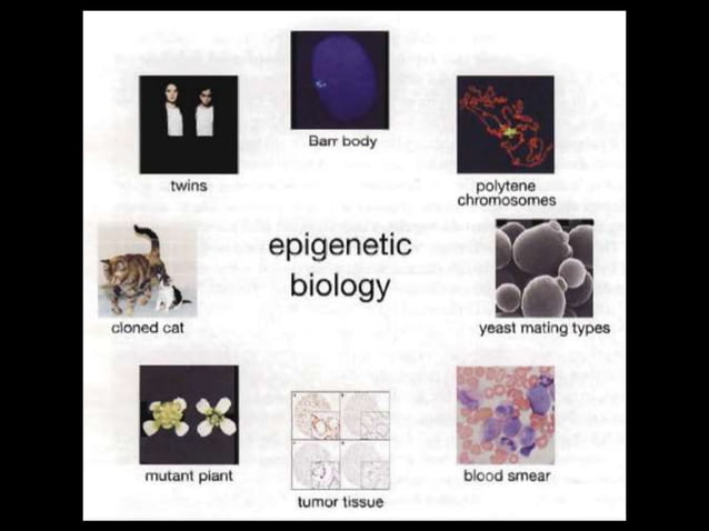 Epigenetics | PPTX | Genetics | Science