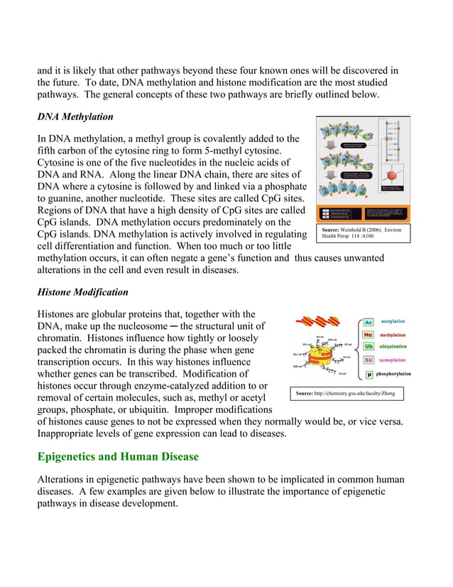 Epigenetics | PDF
