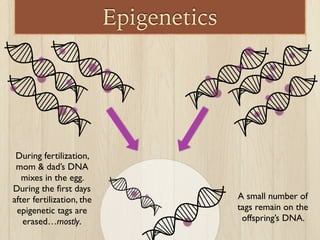 Epigenetics | PDF
