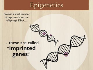 Epigenetics | PDF
