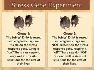 Epigenetics | PDF
