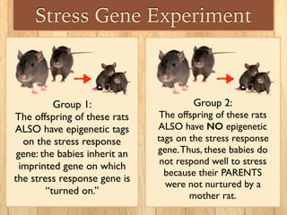 Epigenetics | PDF