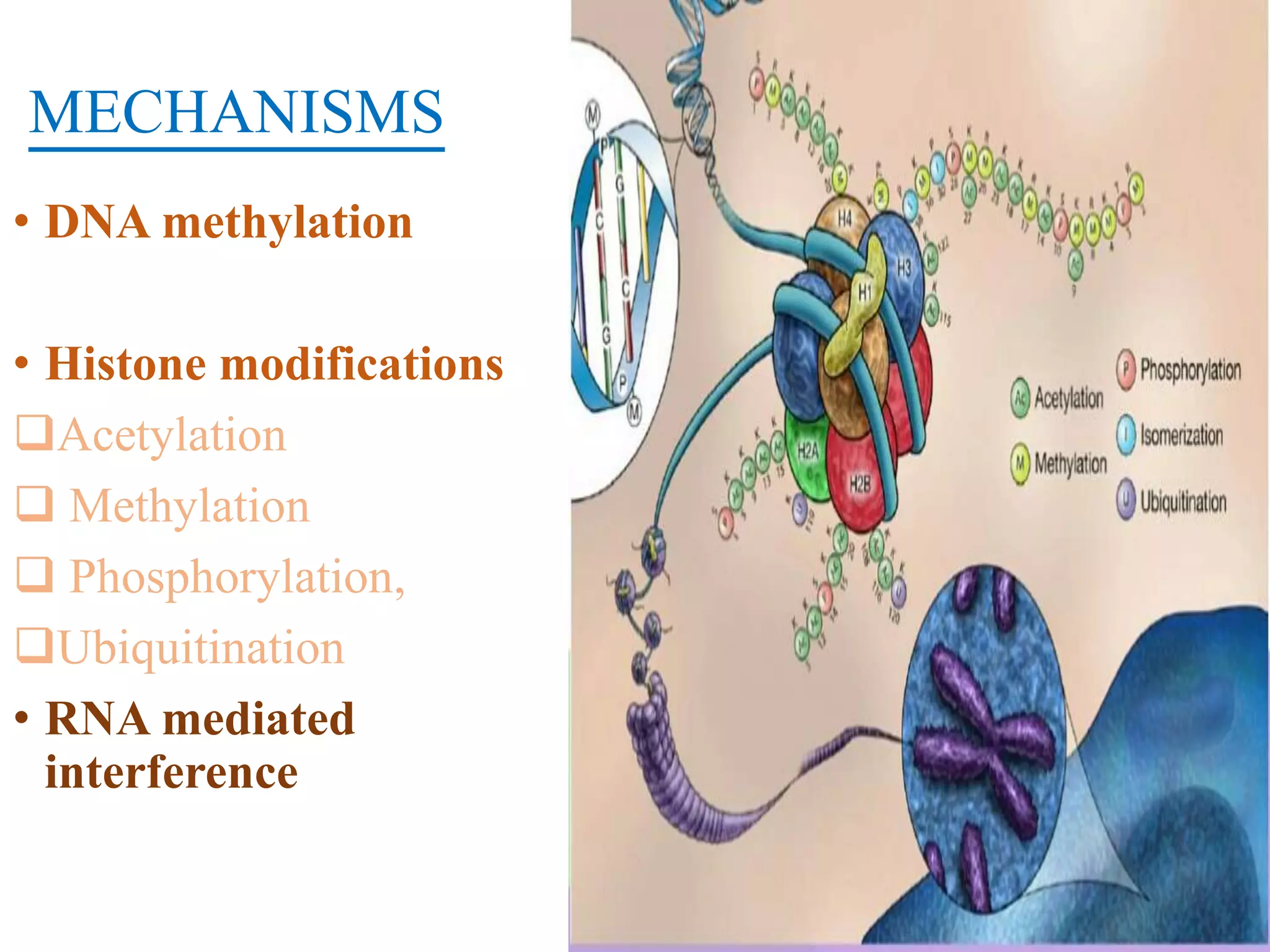 Epigenetics | PPTX