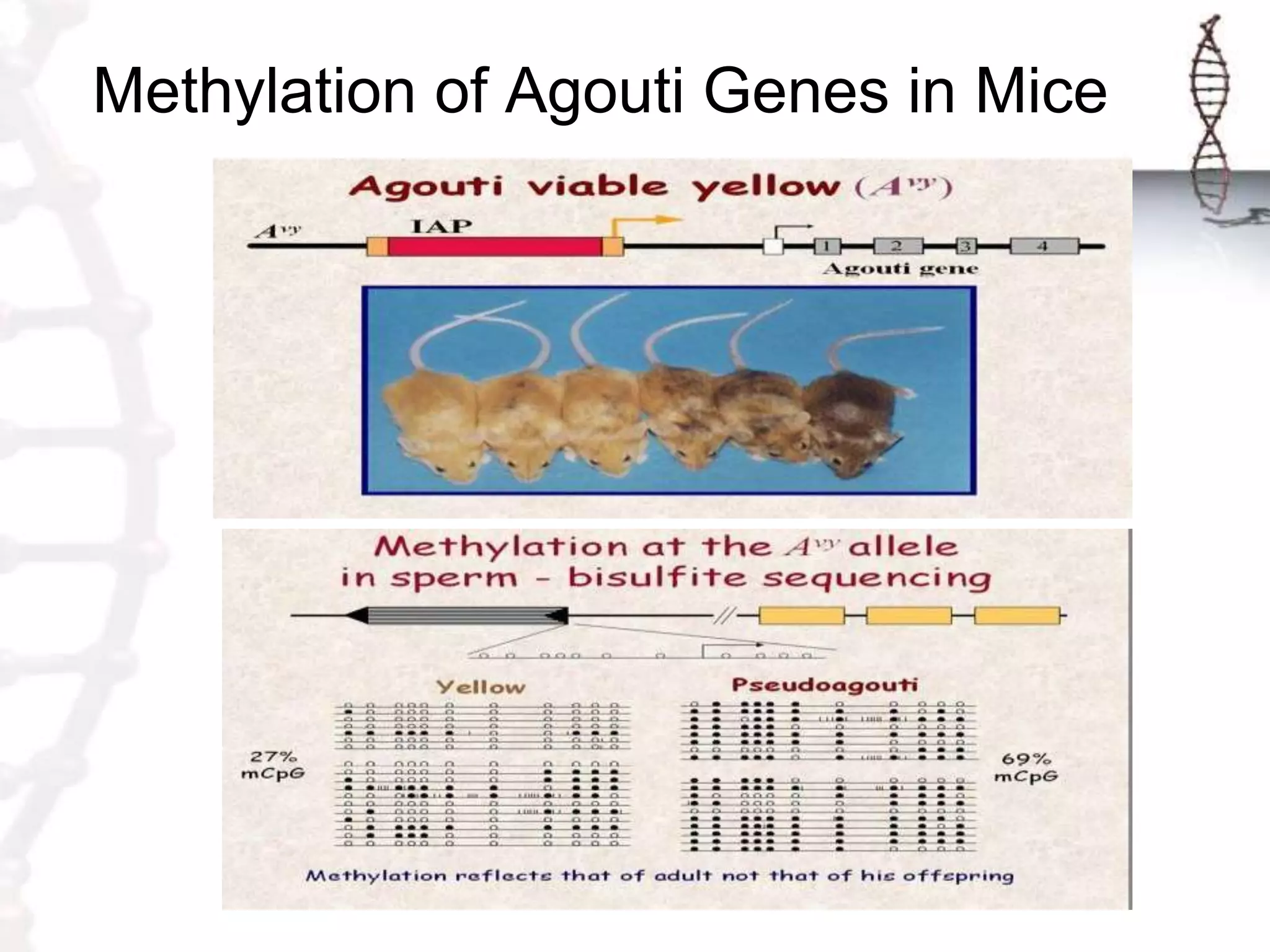Epigenetics: Introduction and Definition and the mechanism | PPTX