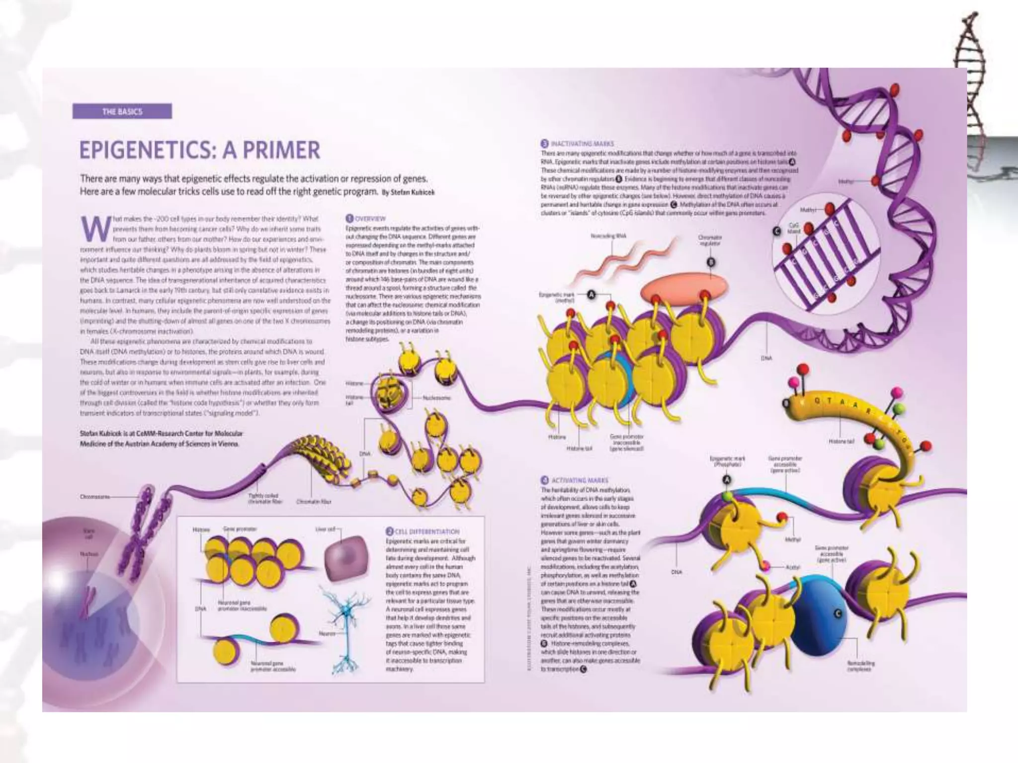 Epigenetics: Introduction and Definition and the mechanism | PPTX