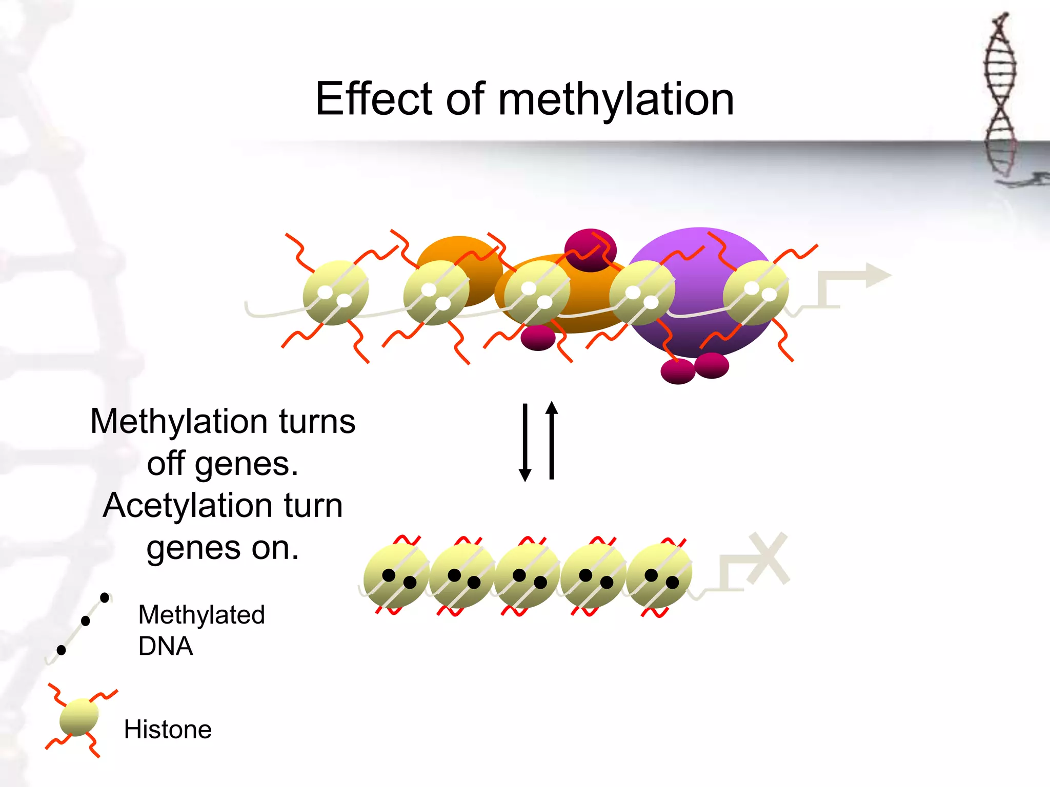 Epigenetics: Introduction and Definition and the mechanism | PPTX