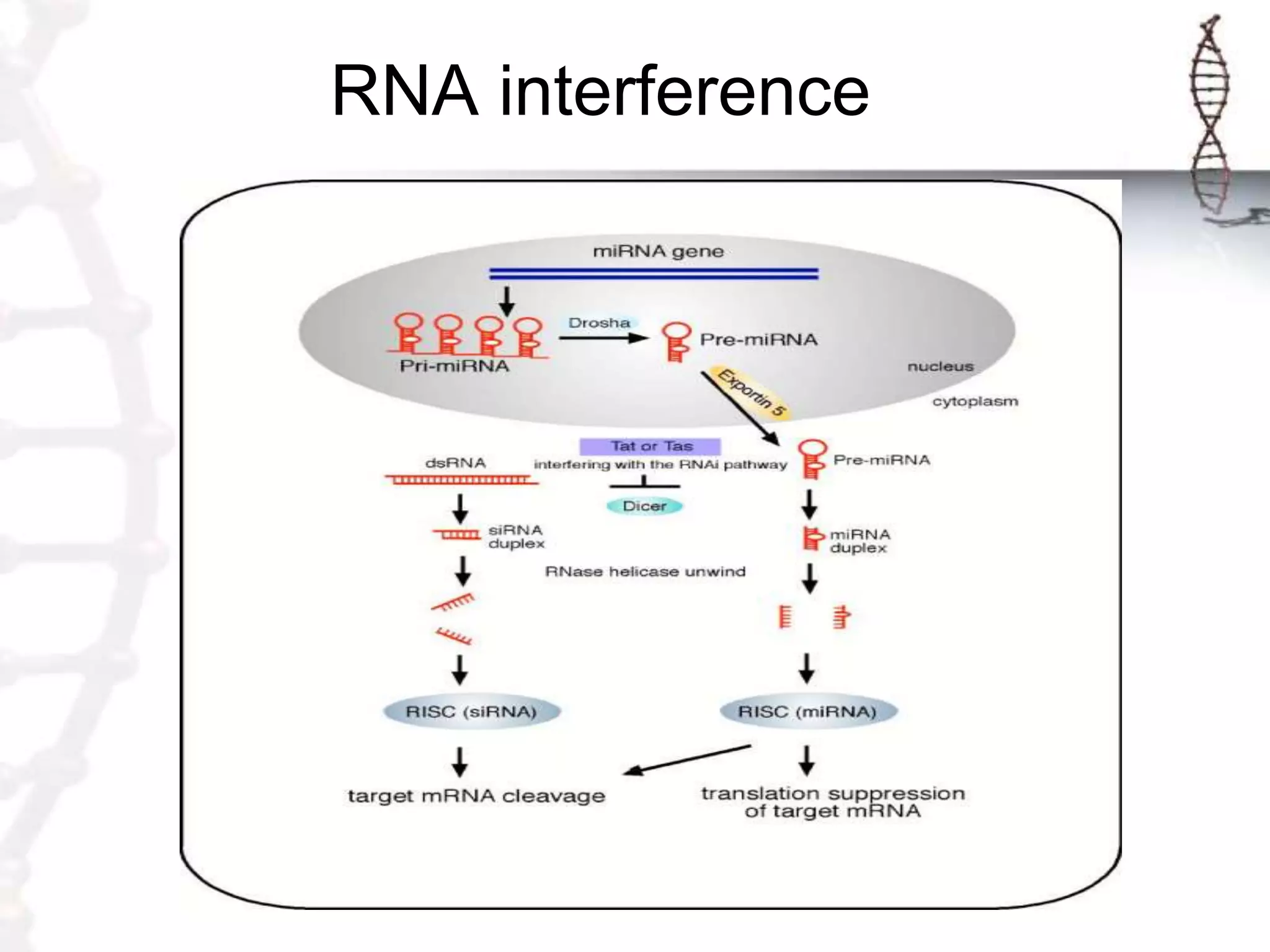 Epigenetics: Introduction and Definition and the mechanism | PPTX