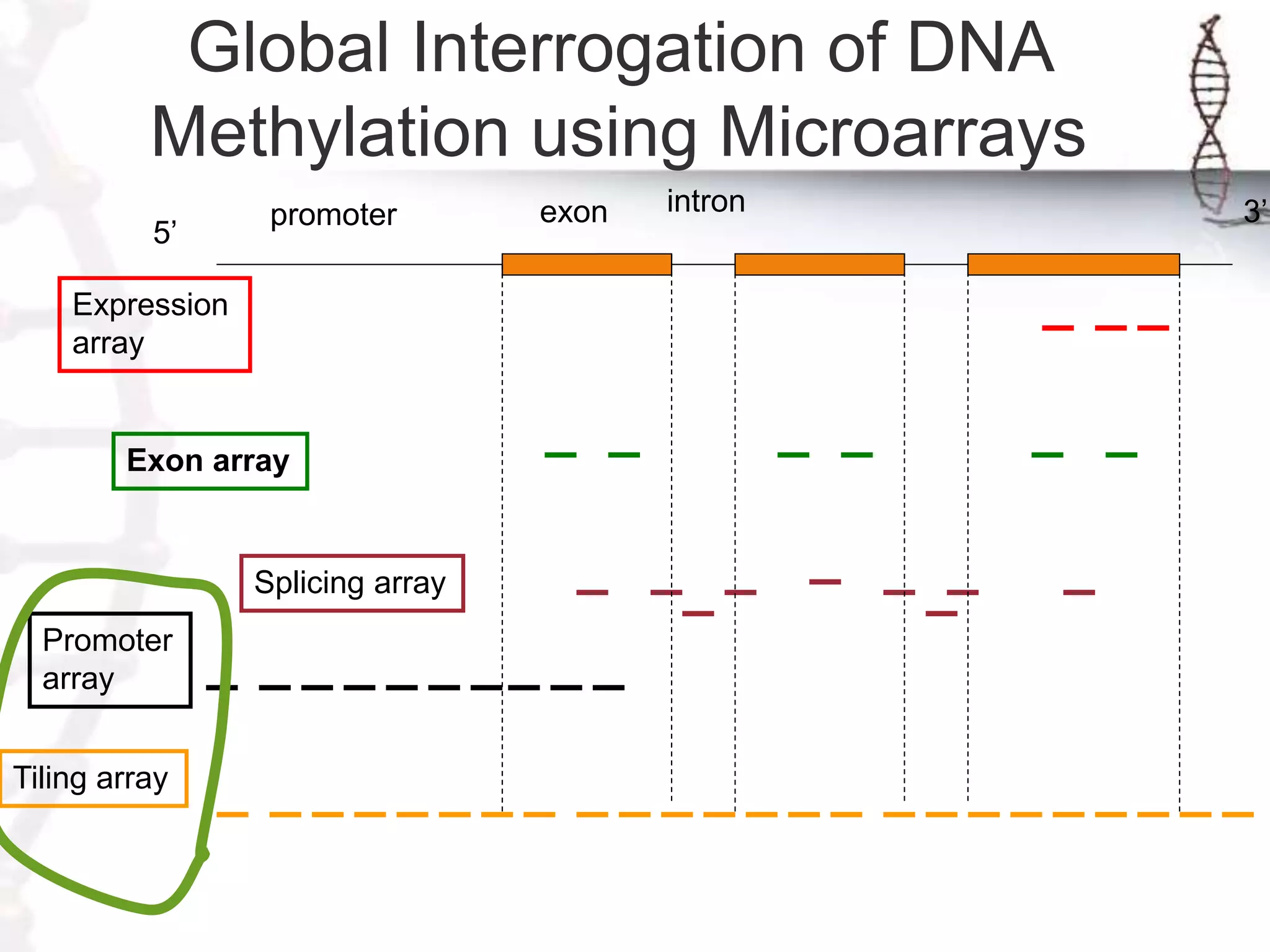 Epigenetics: Introduction and Definition and the mechanism | PPTX