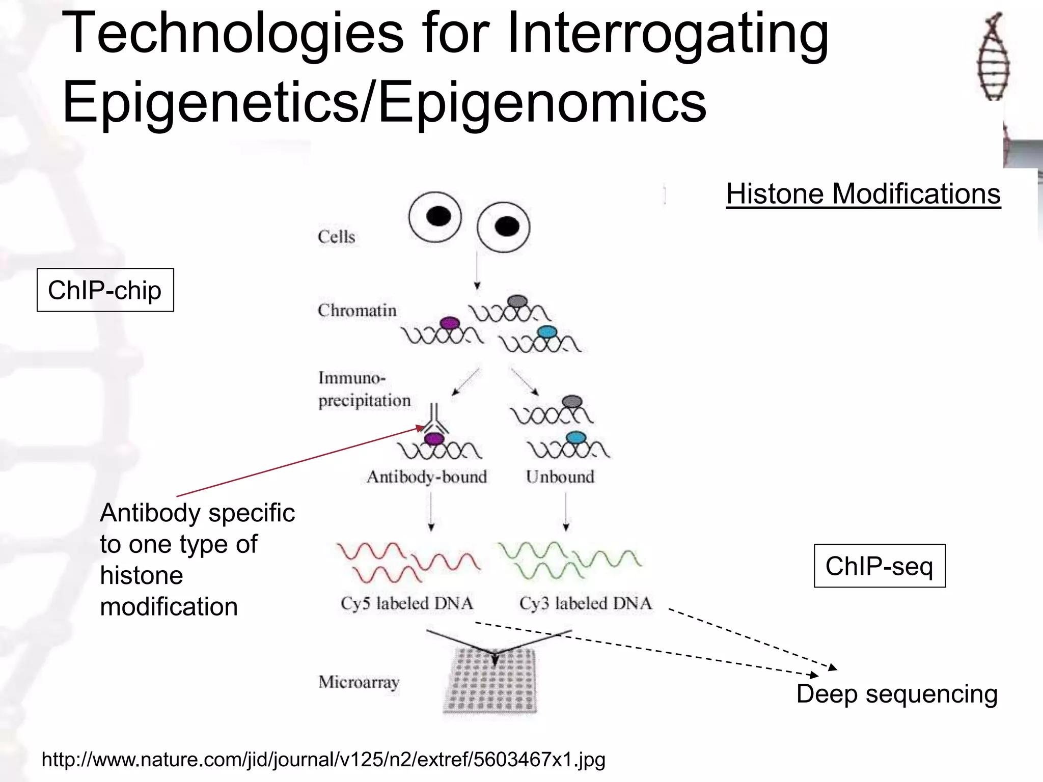 Epigenetics: Introduction and Definition and the mechanism | PPTX