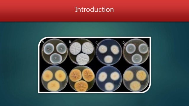 Epigenetics modification in fungi