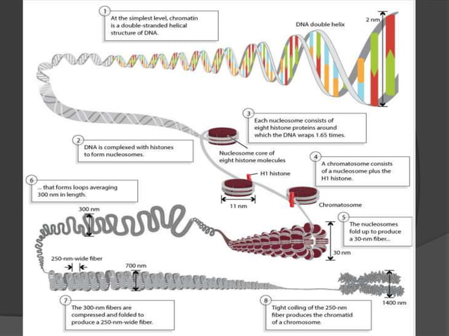 Epigenetics | PPTX | Genetics | Science