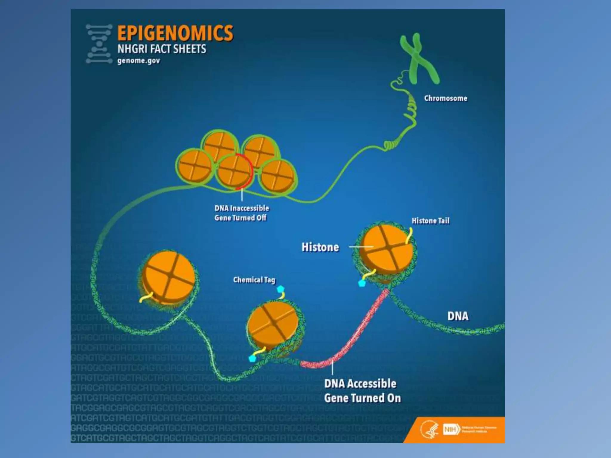 Epigenetics | PPSX