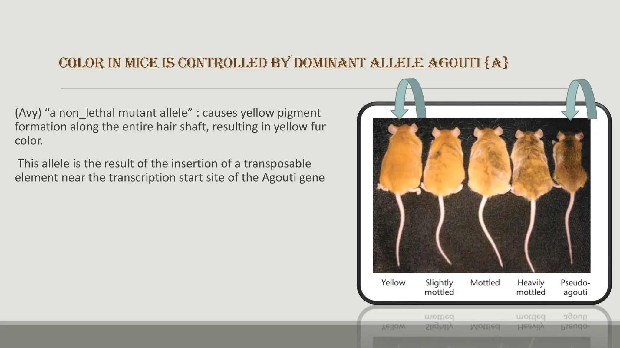 Epigenetics.pdf