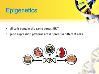 about Epigenetic and Dana and every happend | PPT