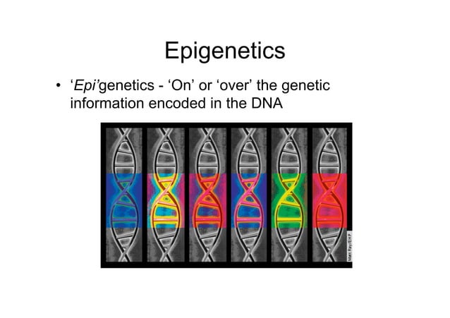 Epigenetics | PPT