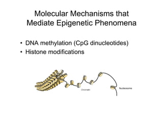 Epigenetics | PPT