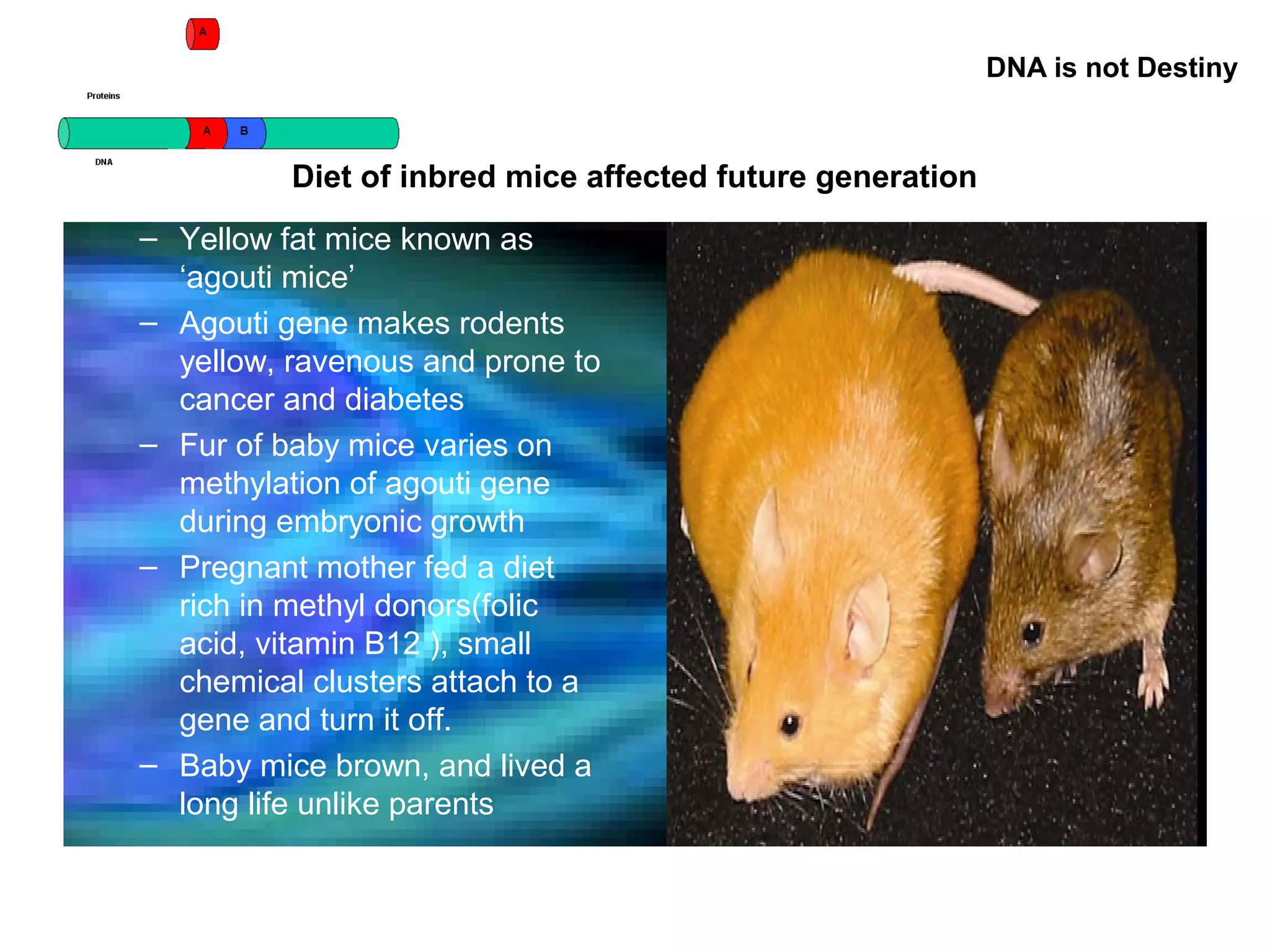 Epigenetics[1] | PPT