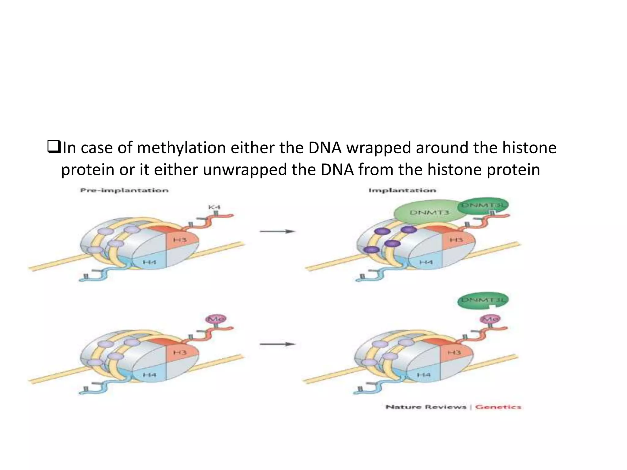 Epigenetics and The Molecular Mechanisms | PPTX | Genetics | Science
