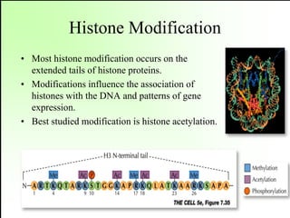 Epigenetics and type 2 diabetes | PDF