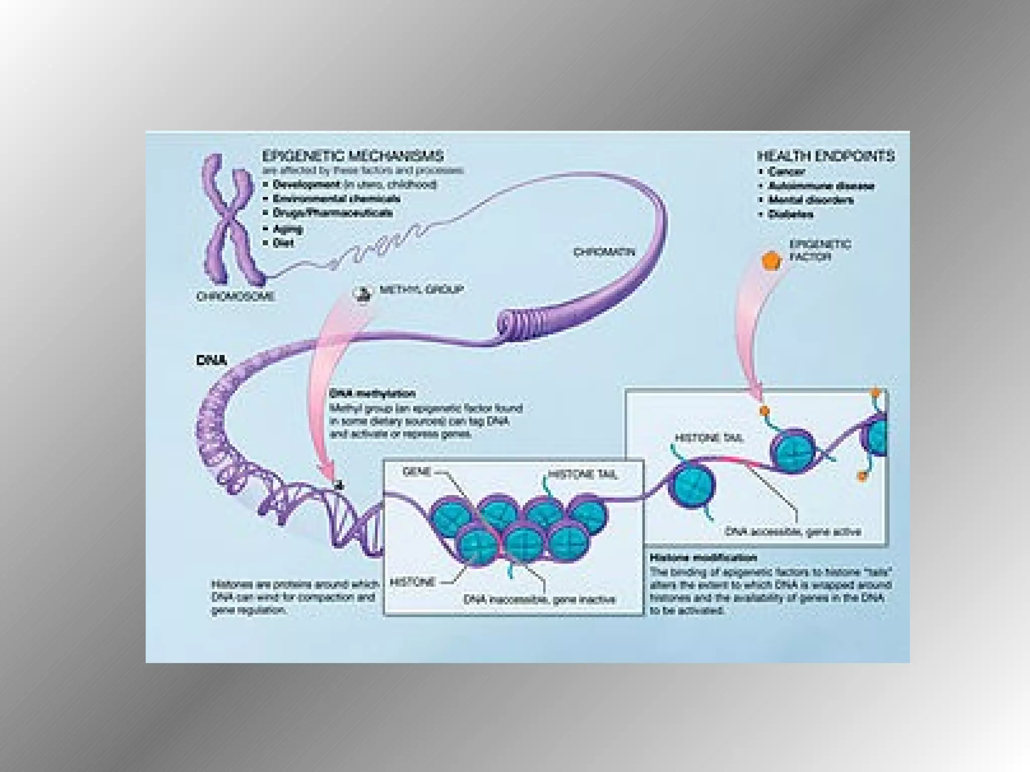 Epigenetics bio proj | PPT