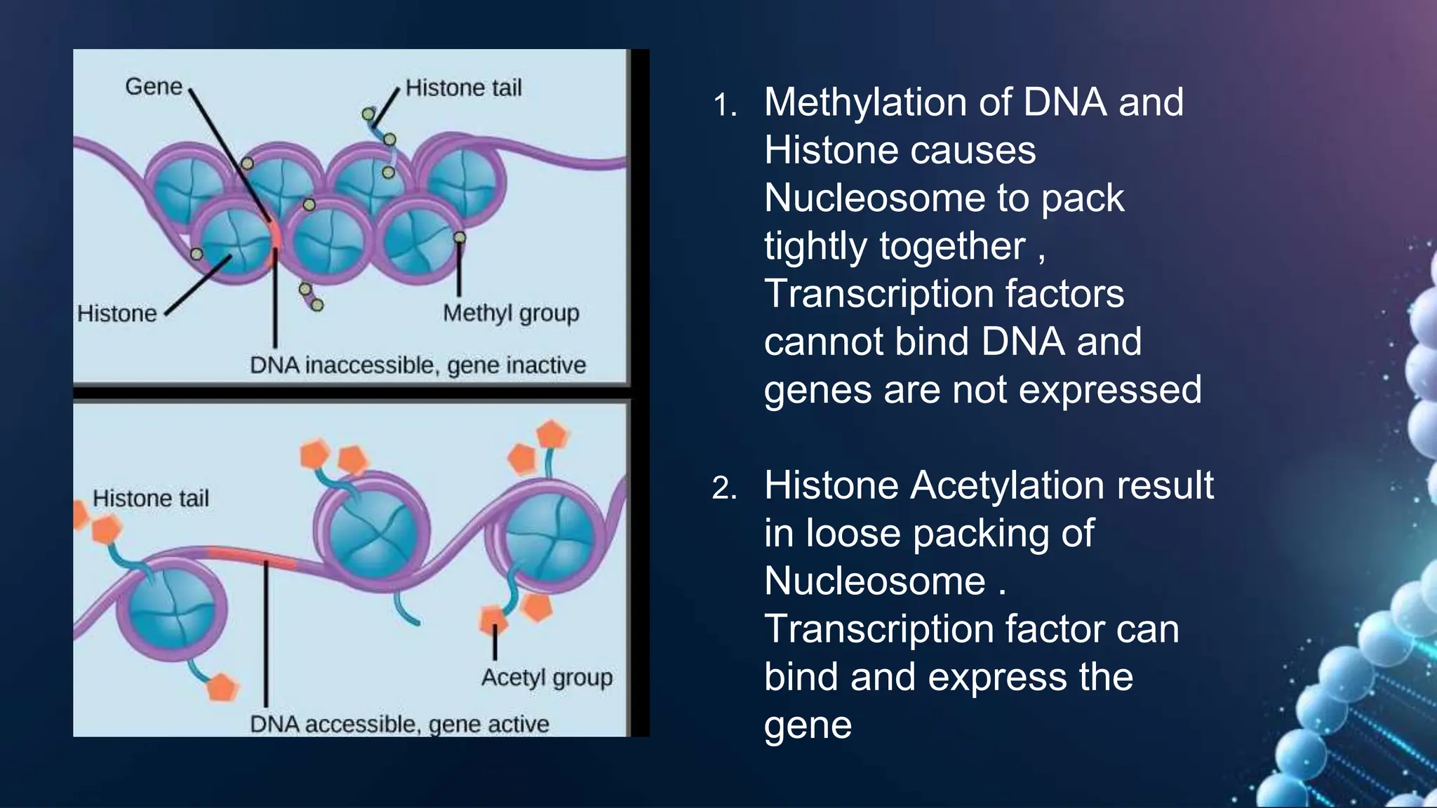 Epigenetics by Dr.Chandan, how epigenetic changes influence embryos | PPTX