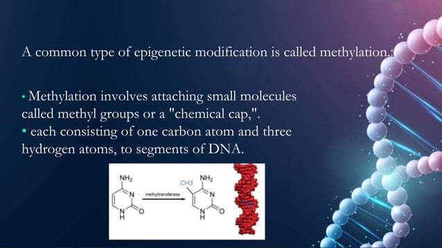Epigenetics by Dr.Chandan, how epigenetic changes influence embryos | PPT