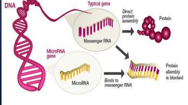 Epigenetics by Dr.Chandan, how epigenetic changes influence embryos | PPT