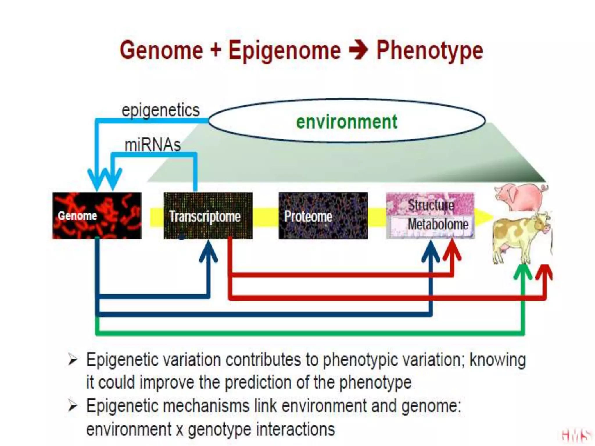 Epigenetics importance in livestock breeding and production | PPSX ...