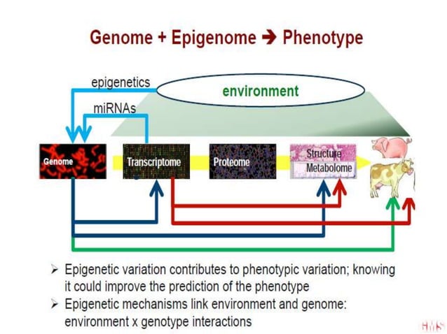 Epigenetics importance in livestock breeding and production | PPSX