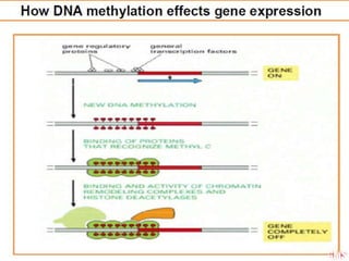 Epigenetics importance in livestock breeding and production | PPSX