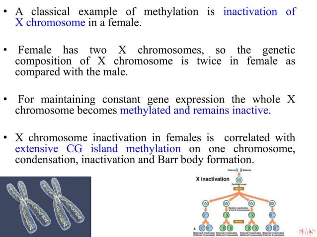 Epigenetics importance in livestock breeding and production | PPSX