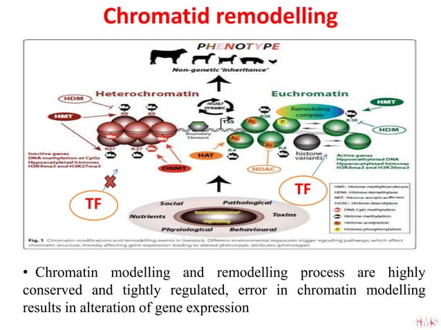 Epigenetics importance in livestock breeding and production | PPSX