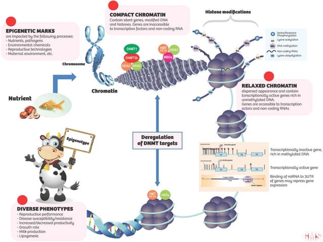 Epigenetics importance in livestock breeding and production | PPSX