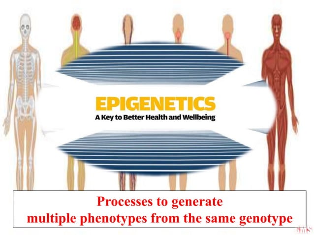 Epigenetics importance in livestock breeding and production | PPSX
