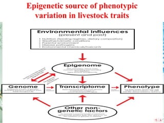 Epigenetics importance in livestock breeding and production | PPSX | Genetics | Science